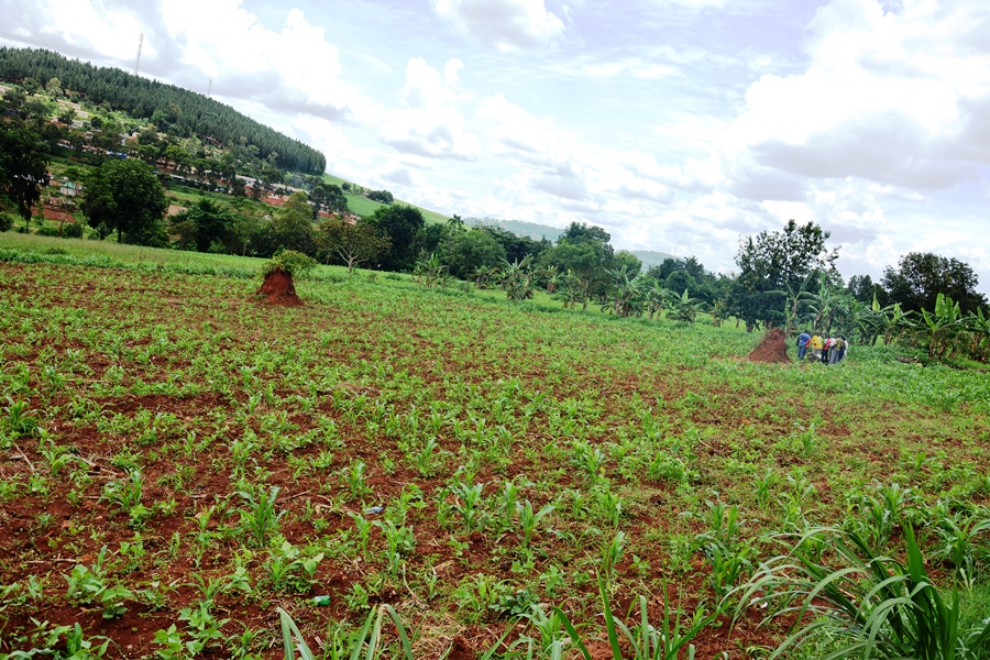 Football Infrastructure: Buganda Kingdom officially hands over land to ...